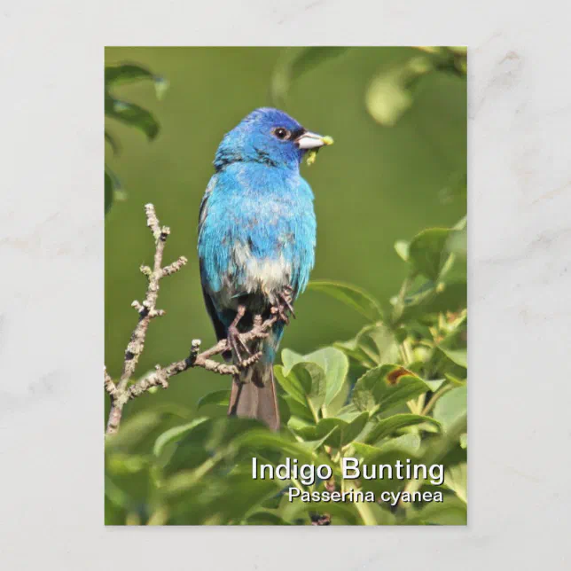 Indigo Bunting Postcard | Zazzle