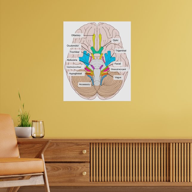 Inferior View Of Cranial Nerves In The Human Brain Poster