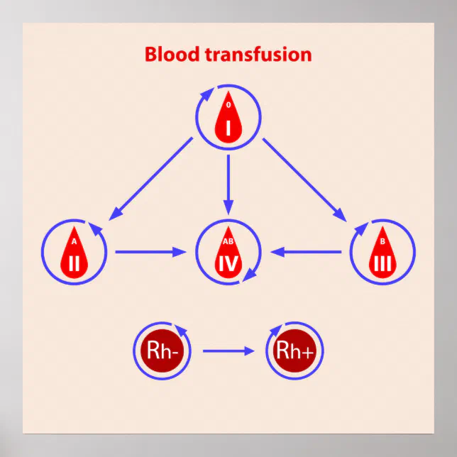 infographic blood transfer poster | Zazzle