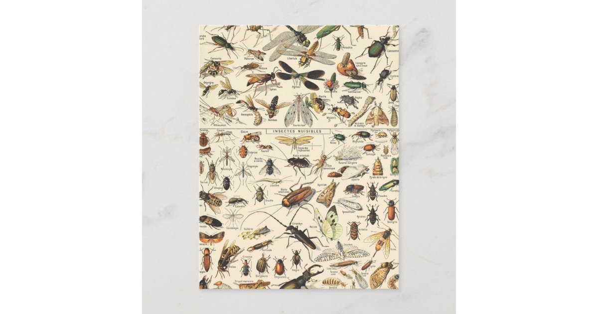 Insect and Bugs Chart Vintage Entomology Postcard | Zazzle