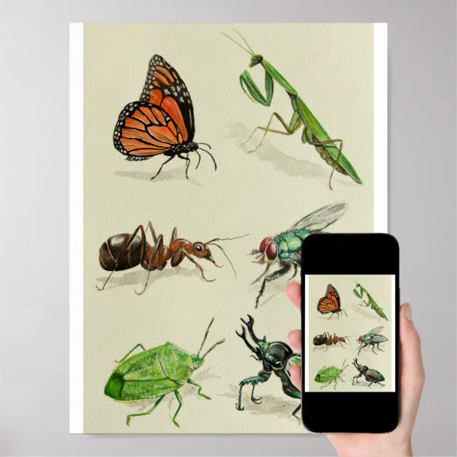 insect , naturalistic and scientific illustration poster | Zazzle
