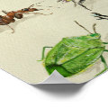 insect , naturalistic and scientific illustration poster | Zazzle