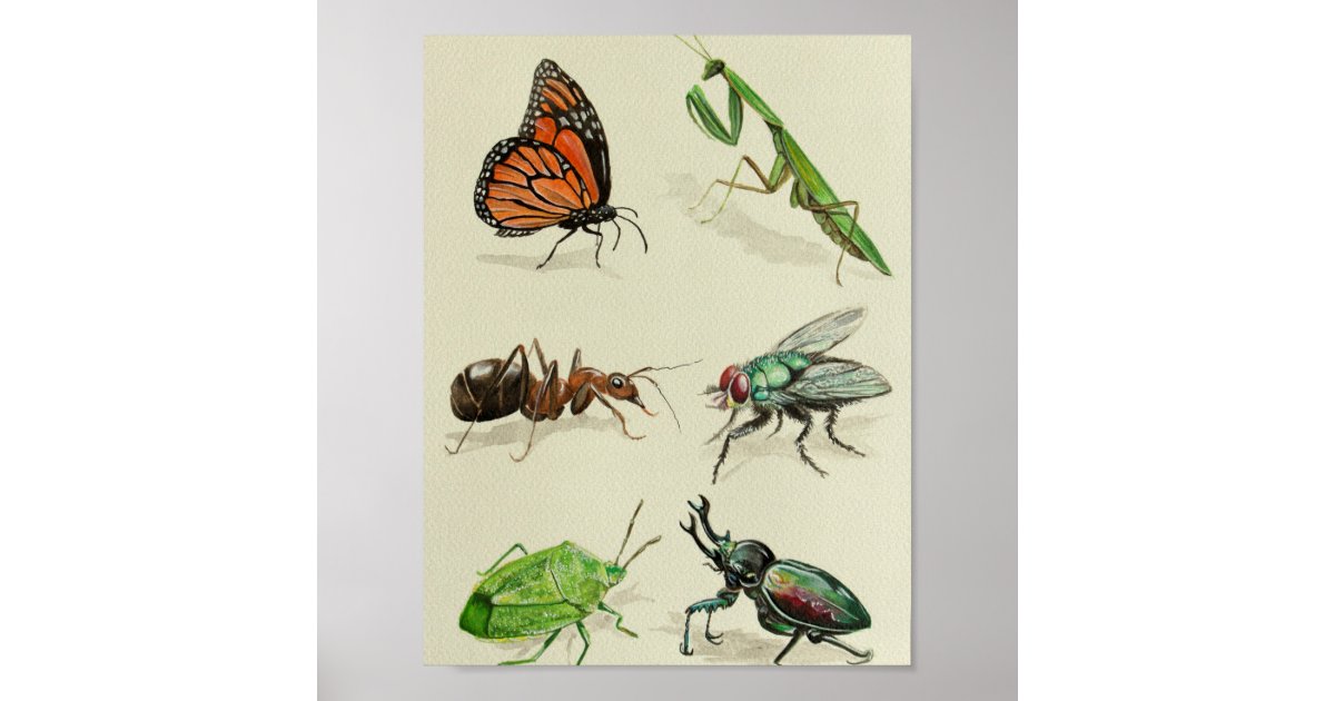 insect , naturalistic and scientific illustration poster | Zazzle
