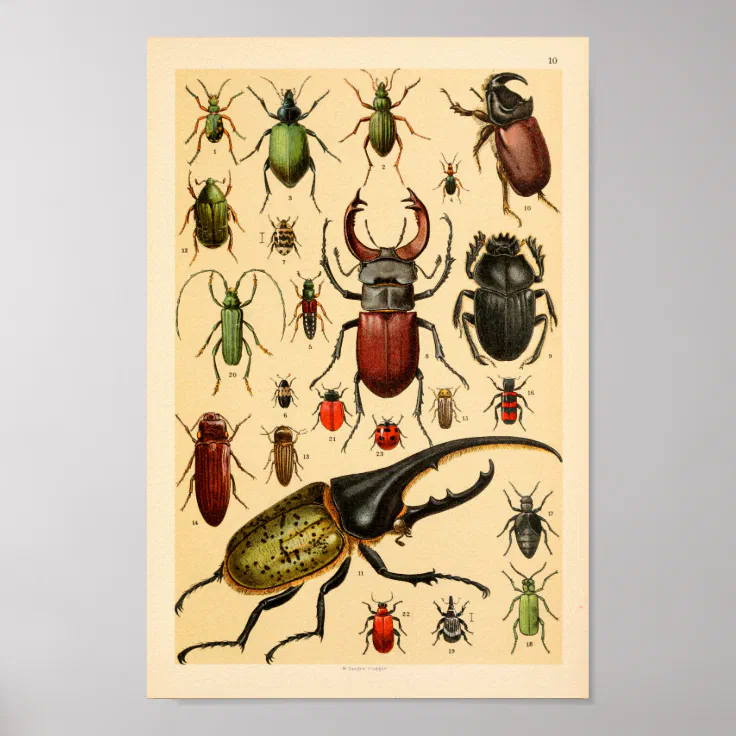 Insects Beetles Collection Art Print | Zazzle