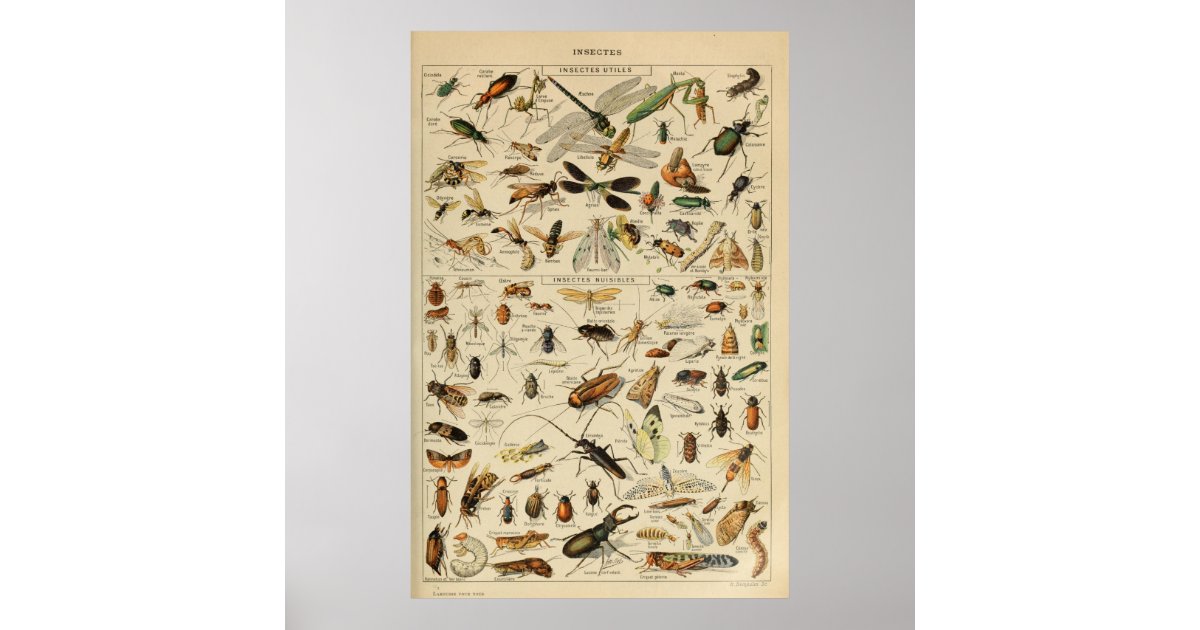 Insects - Collection of insects Poster | Zazzle