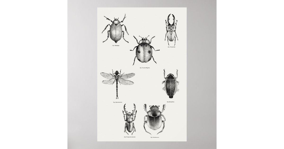 Insects diagram poster | Zazzle