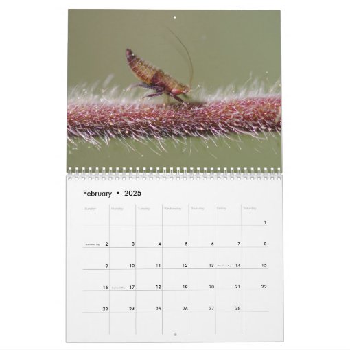 Insects: Great and Small Calendar | Zazzle