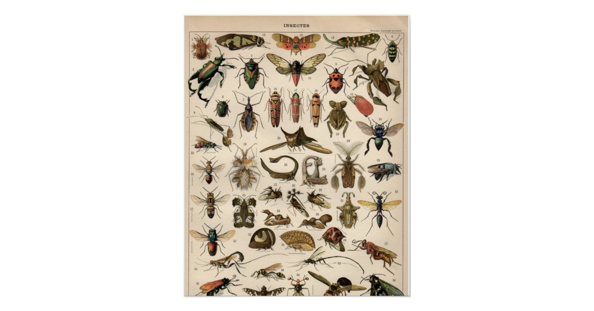 Insects Poster | Zazzle