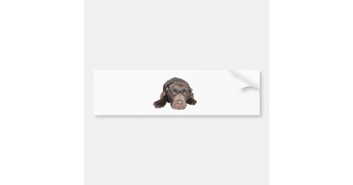 Intelligent Labrador Bumper Sticker | Zazzle
