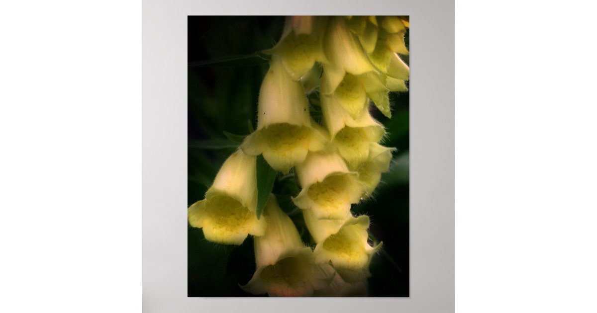 Intense Foxglove Flowers Poster | Zazzle
