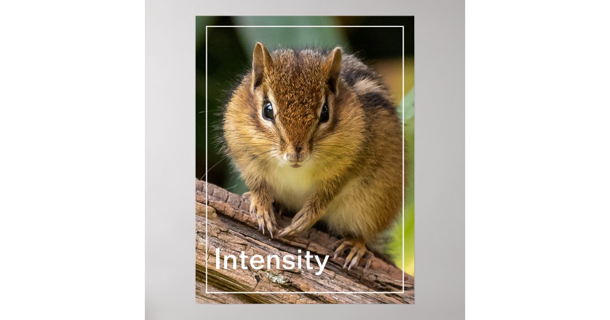 Intensity Chipmunk Stare Poster | Zazzle