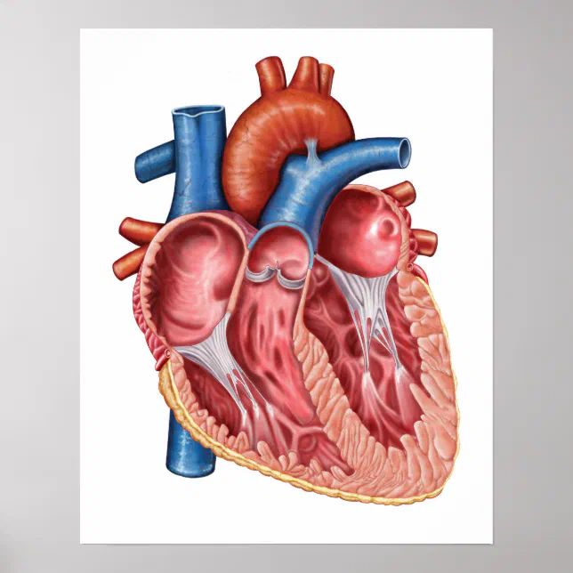 Interior Of Human Heart Poster | Zazzle