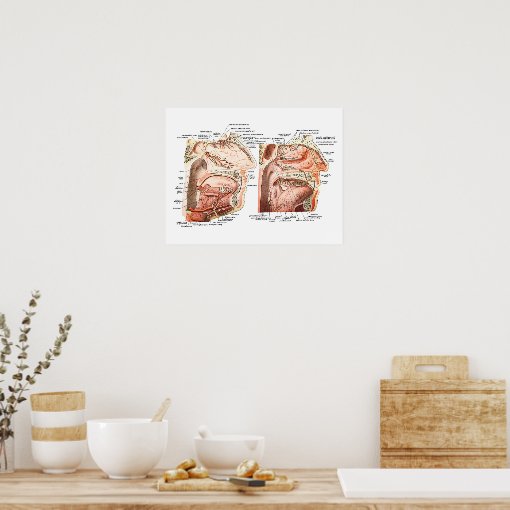 Internal Anatomy of the Human Face Poster | Zazzle
