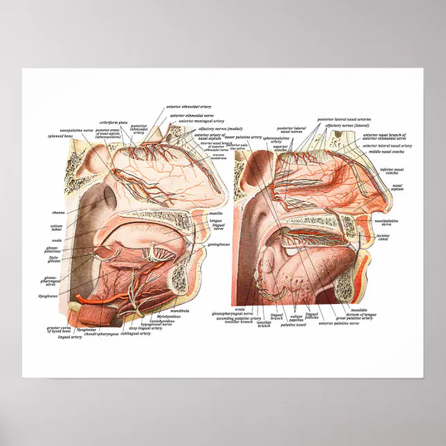 Internal Anatomy of the Human Face Poster | Zazzle