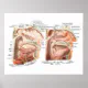 Internal Anatomy of the Human Face Poster | Zazzle