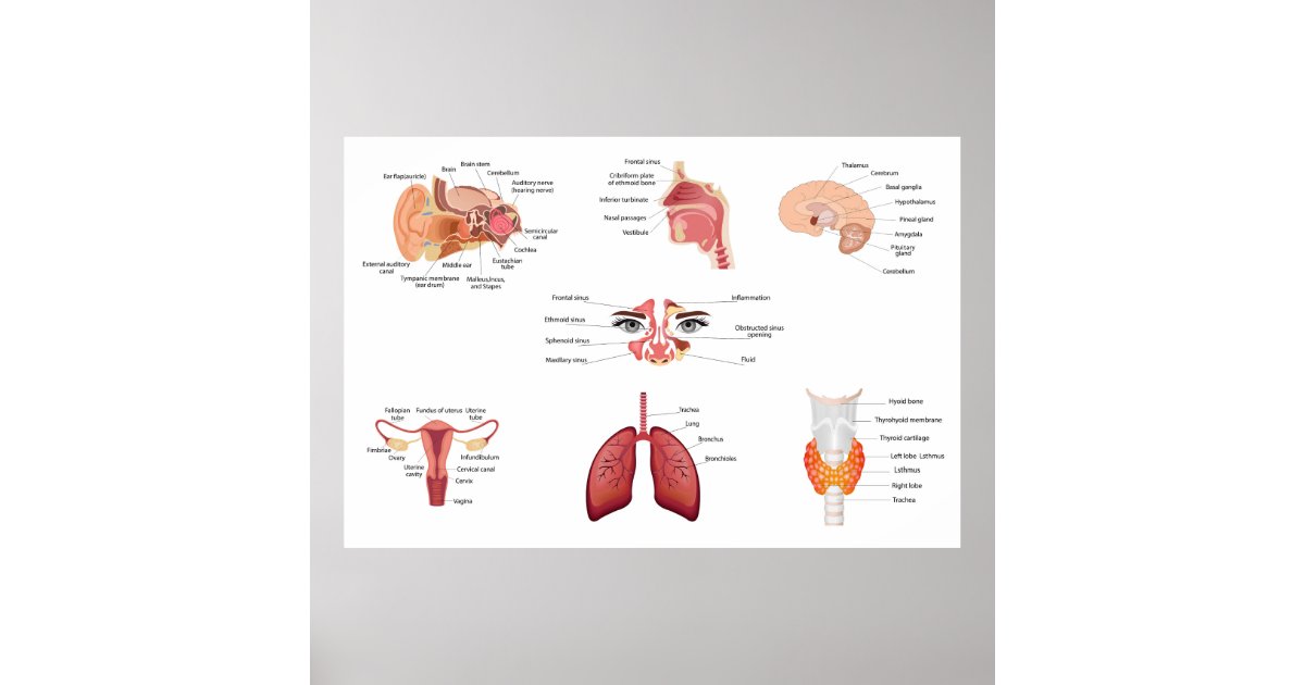 Internal human body organs poster | Zazzle