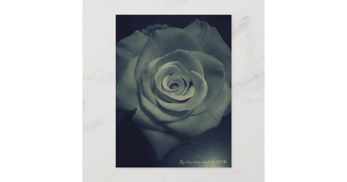 inverted rose postcard | Zazzle