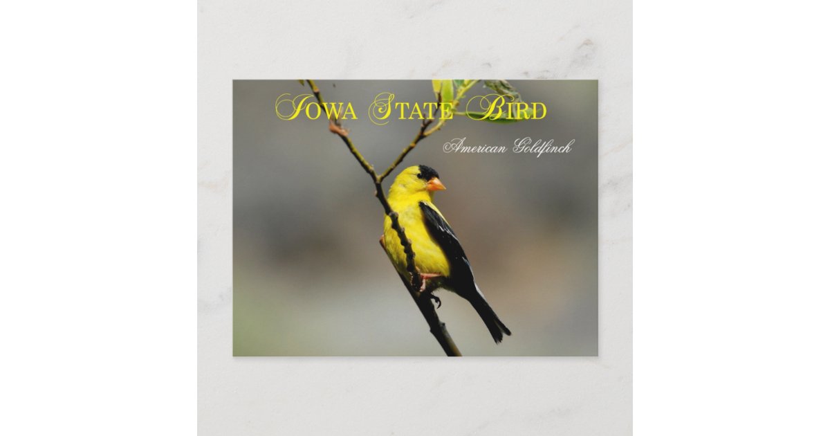 Iowa State Bird - American Goldfinch Postcard | Zazzle