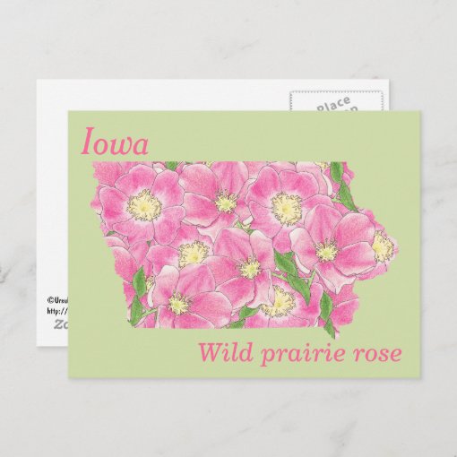 Iowa State Flower Collage Map Postcard | Zazzle