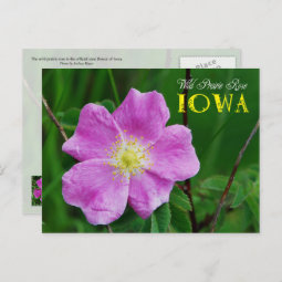 Iowa State Flower: Wild Prairie Rose Postcard | Zazzle