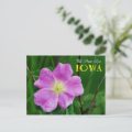 Iowa State Flower: Wild Prairie Rose Postcard | Zazzle
