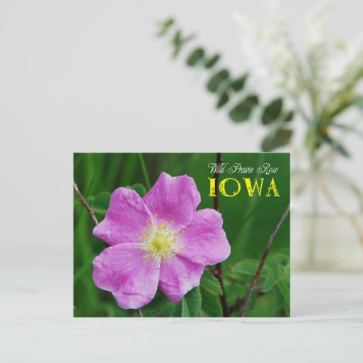Iowa State Flower: Wild Prairie Rose Postcard | Zazzle