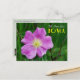 Iowa State Flower: Wild Prairie Rose Postcard | Zazzle