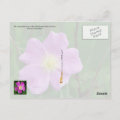 Iowa State Flower: Wild Prairie Rose Postcard | Zazzle