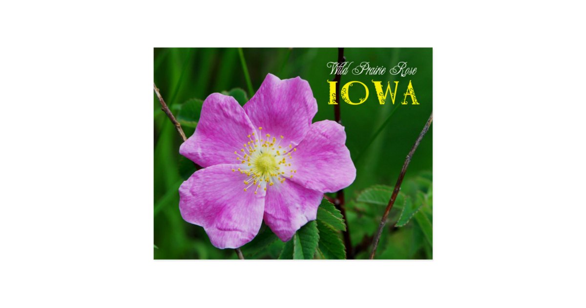 Iowa State Flower: Wild Prairie Rose Postcard | Zazzle.com