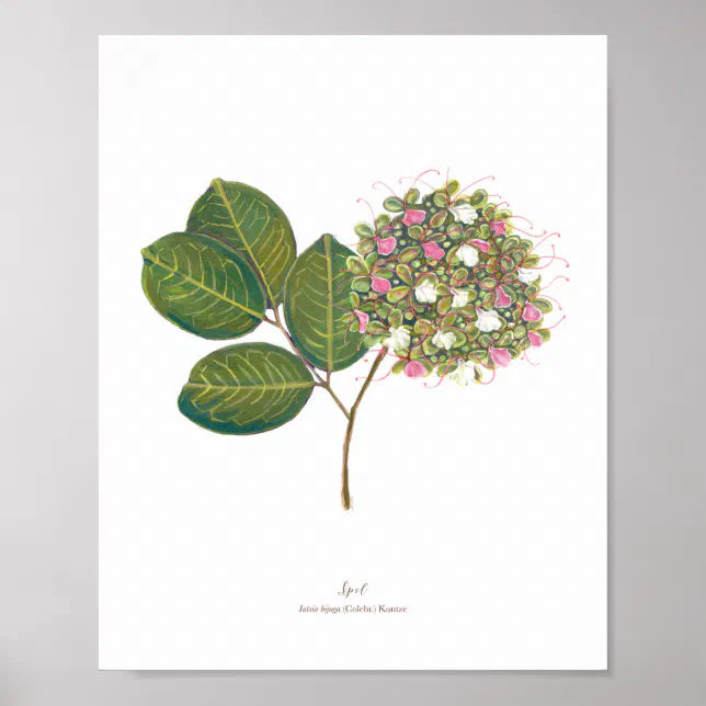 Ipil (Intsia bijuga) Philippine Forest Blooms Poster | Zazzle