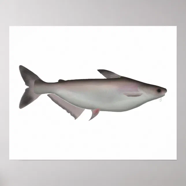 Iridescent Shark Poster | Zazzle
