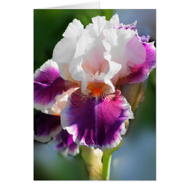 Iris Card | Zazzle
