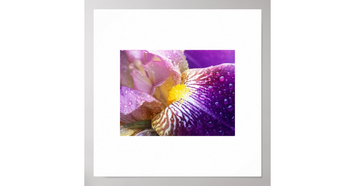 Iris Flower Poster | Zazzle