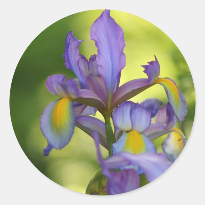 Iris flower Stickers | Zazzle.com