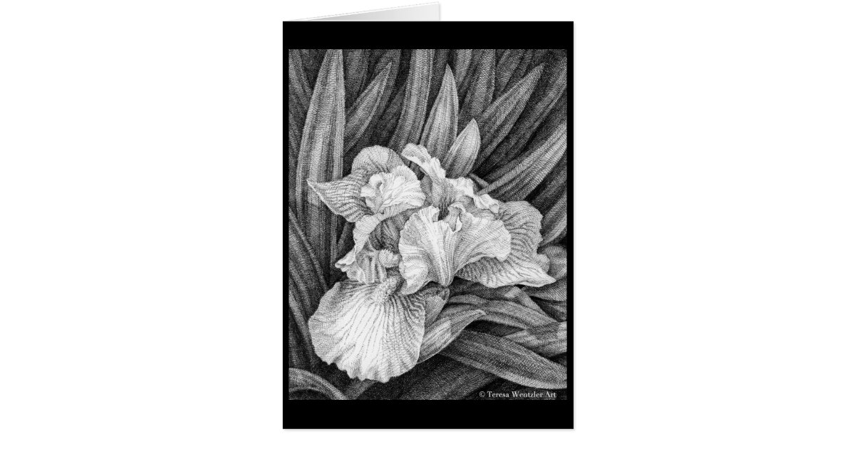 Iris Pen and Ink Drawing Card | Zazzle