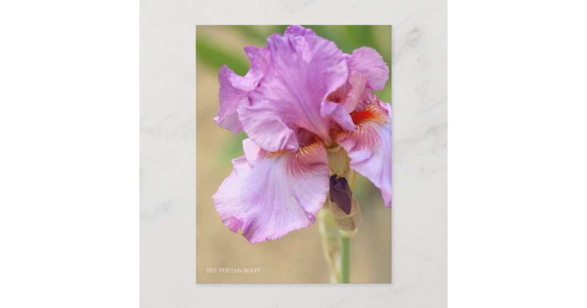 Iris ‘Persian Berry’ Postcard | Zazzle