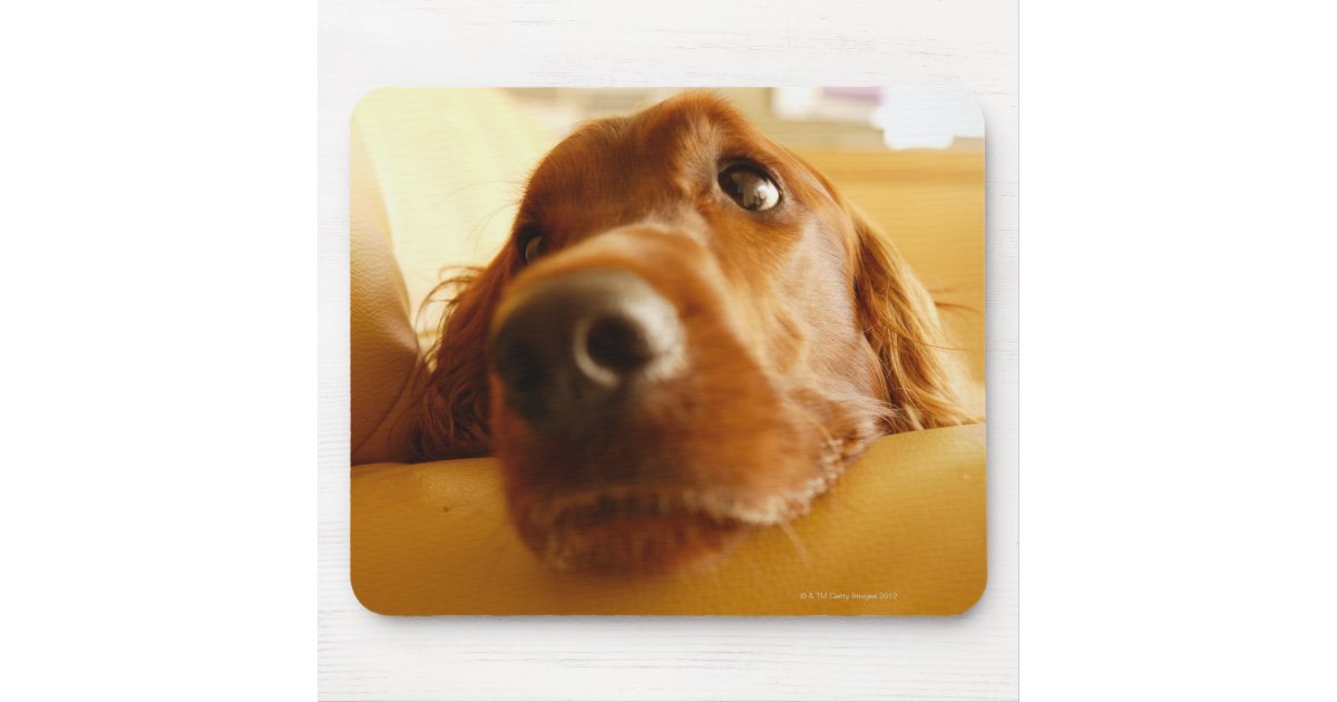 Irish Setter on sofa Mouse Pad | Zazzle