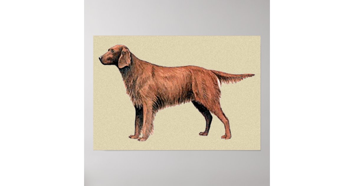 irish setter poster | Zazzle