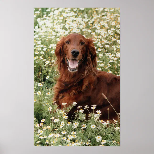 Irish Setter Poster | Zazzle