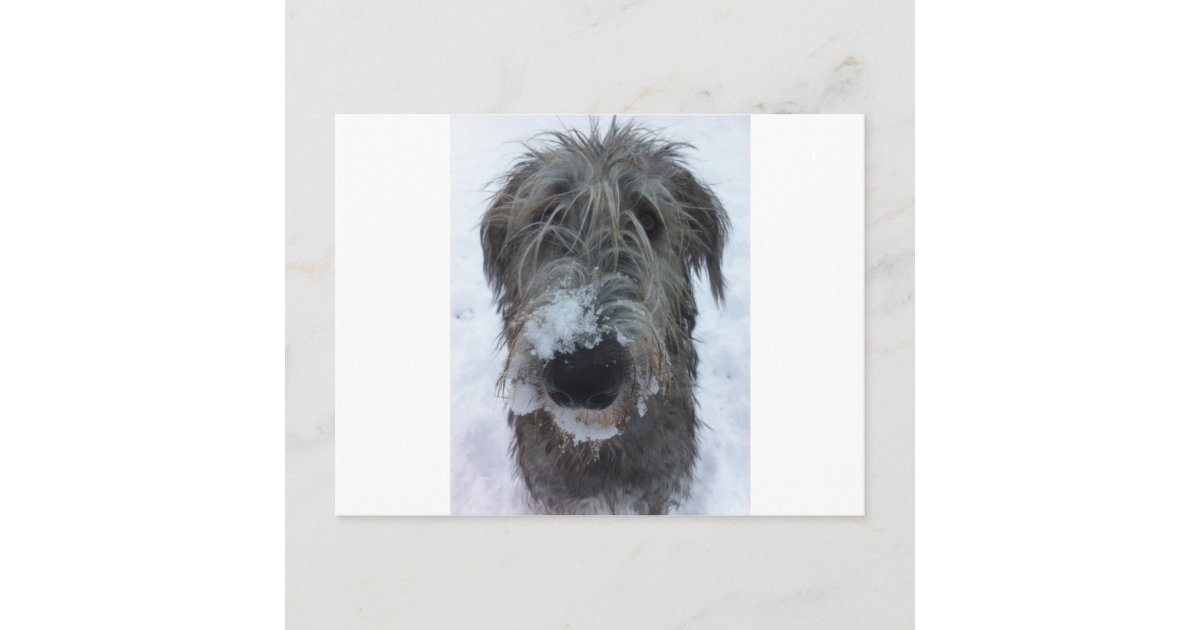 irish wolfhound playing in the snow postcard | Zazzle