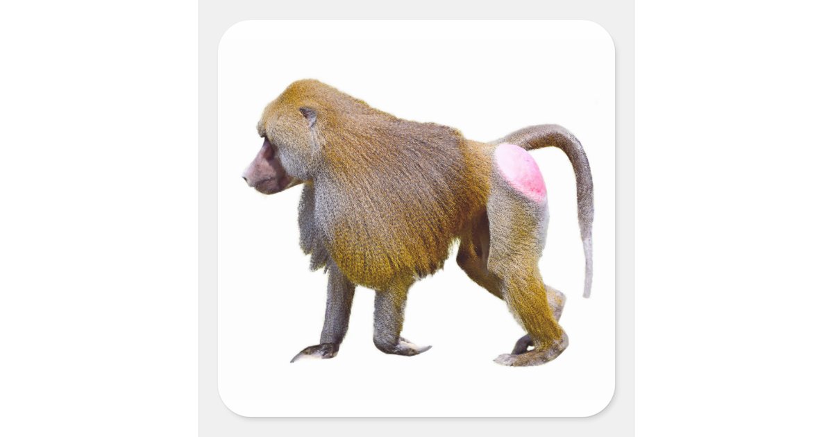 Isolated baboon walking postcard square sticker | Zazzle