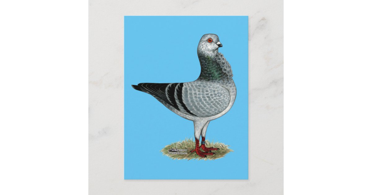 Italian Owl Grizzle Pigeon Postcard | Zazzle