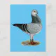 Italian Owl Grizzle Pigeon Postcard | Zazzle