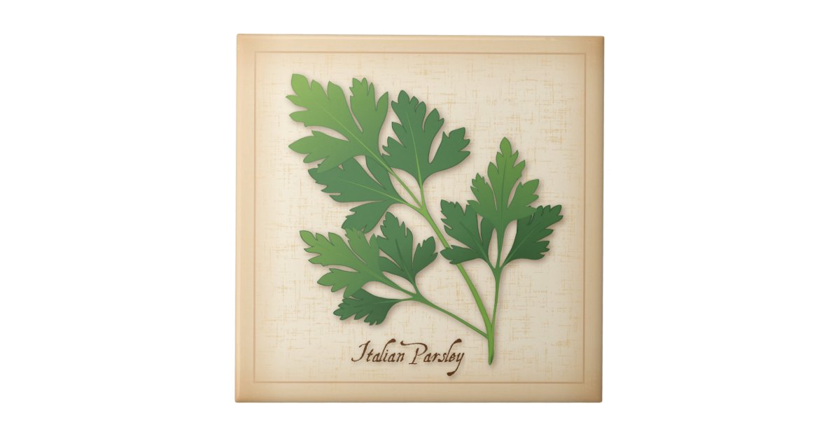 Italian Parsley Herb Tile | Zazzle