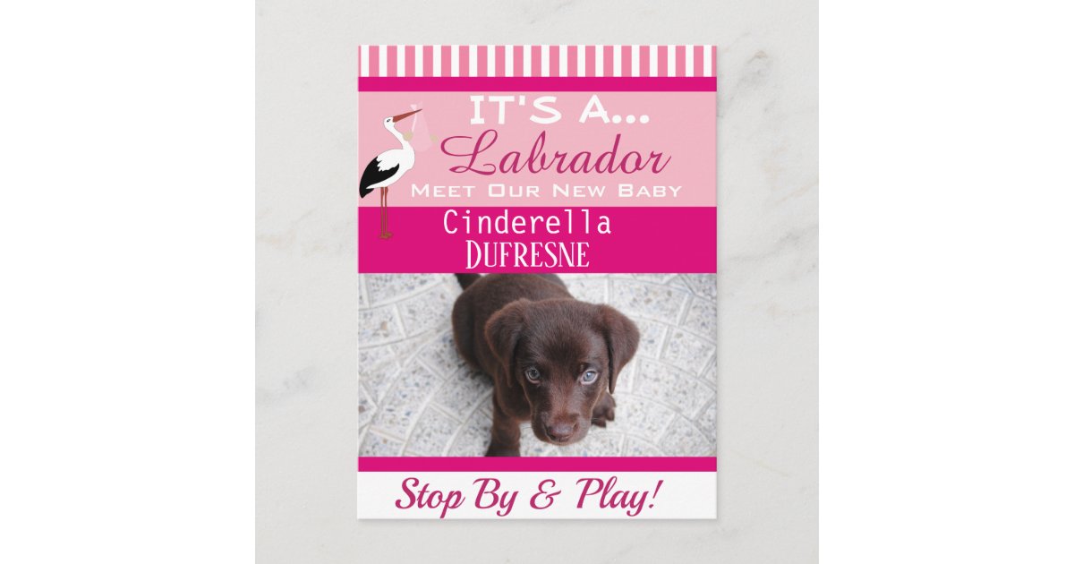It's A "New Pet" Announcement Postcard | Zazzle
