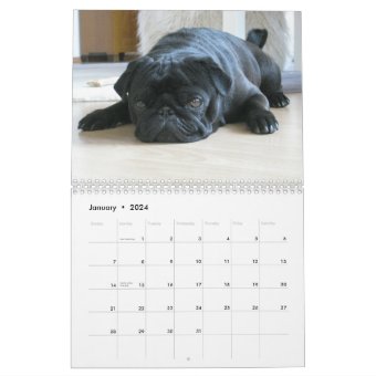It's A Pug Calendar | Zazzle