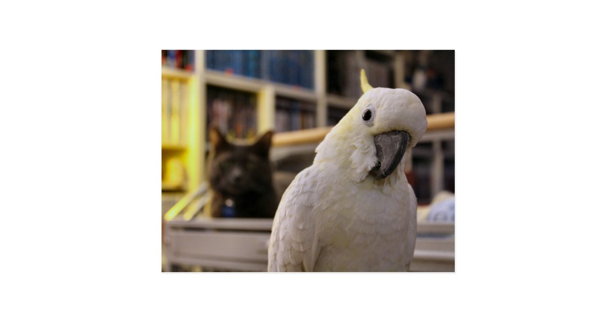 It's behind me...isn't it? postcard | Zazzle.com