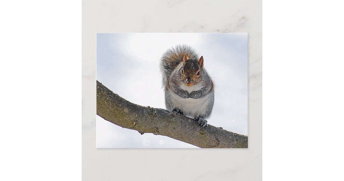 It s Cold Out Here Postcard Zazzle it-s-cold-out-here-postcard-zazzle
