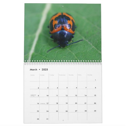 It's the Beetles! Insect Calendar | Zazzle