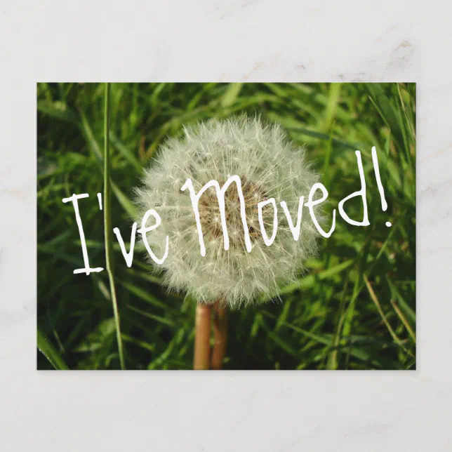 I've moved postcard with Dandelion photograph | Zazzle